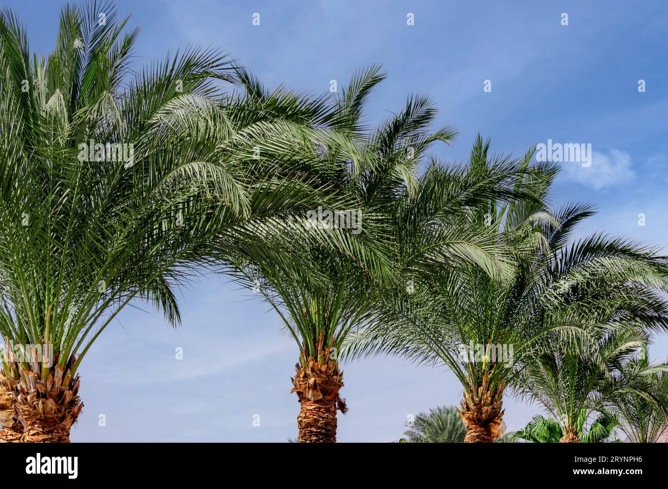 Branch palm trees beach hi-res stock photography and images - Alamy