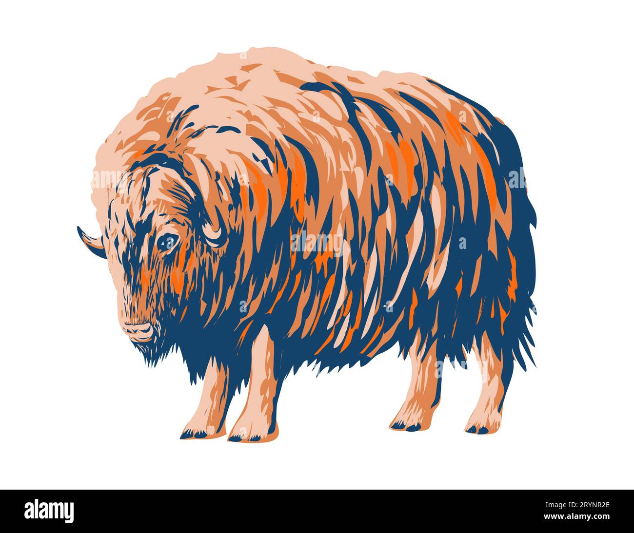 Musk ox Cut Out Stock Images & Pictures - Alamy