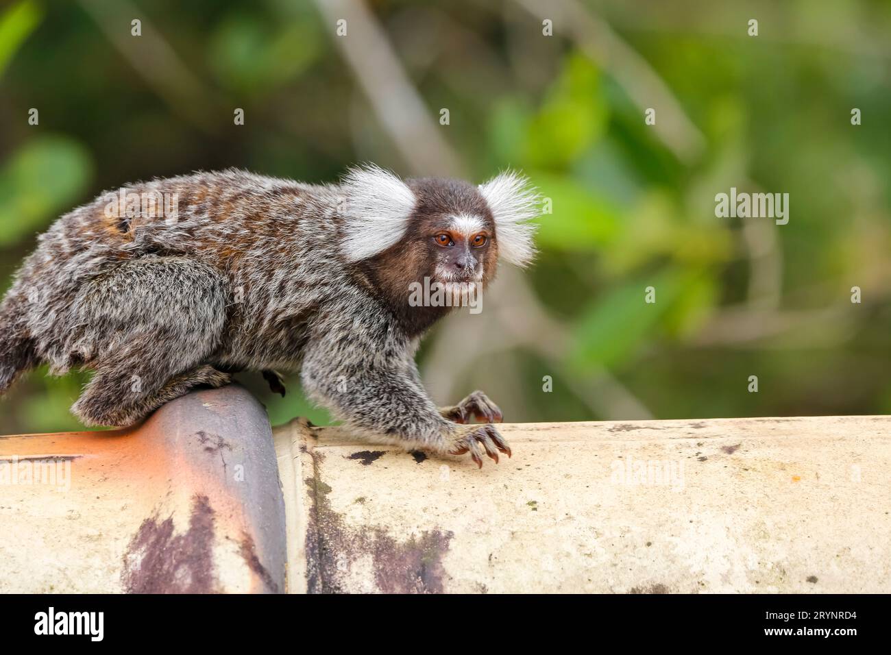 Common marmoset sitting on a pipe, facing camera, against green background, Paraty, Brazil Stock ...