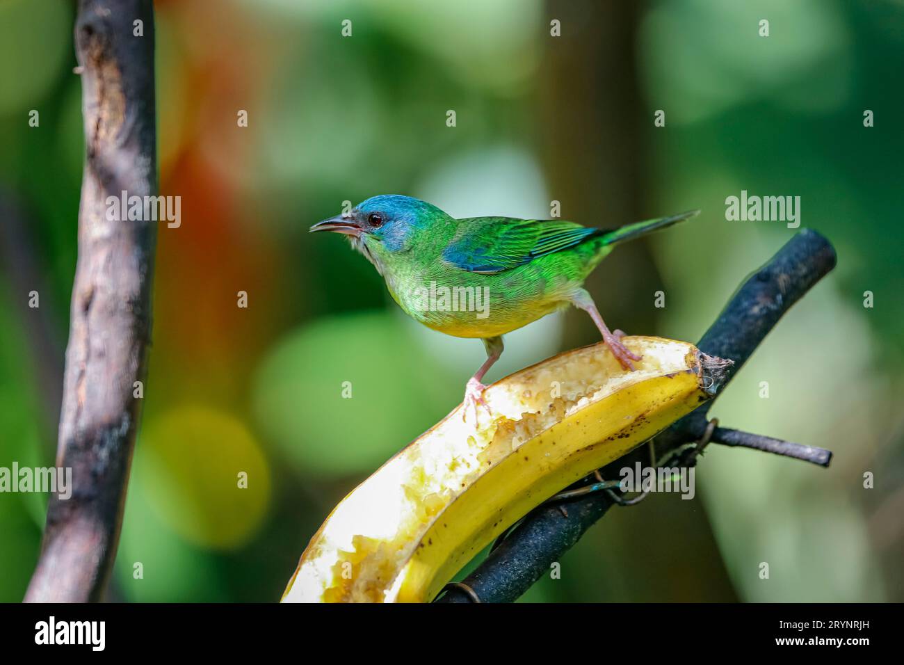 Dacnis cayaana hi-res stock photography and images - Alamy