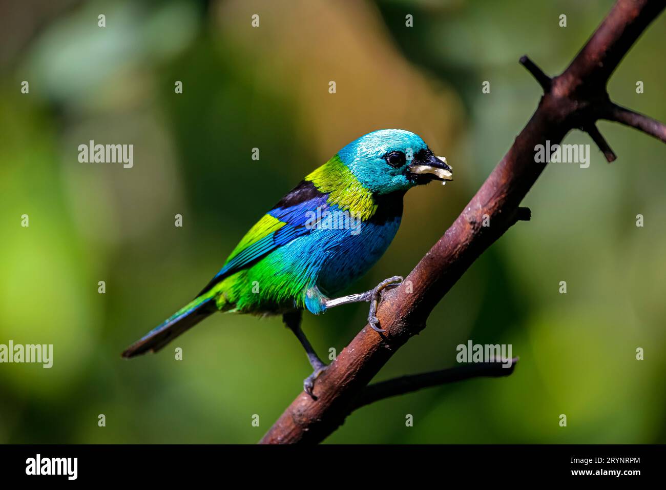 Green headed tanager hi-res stock photography and images - Alamy