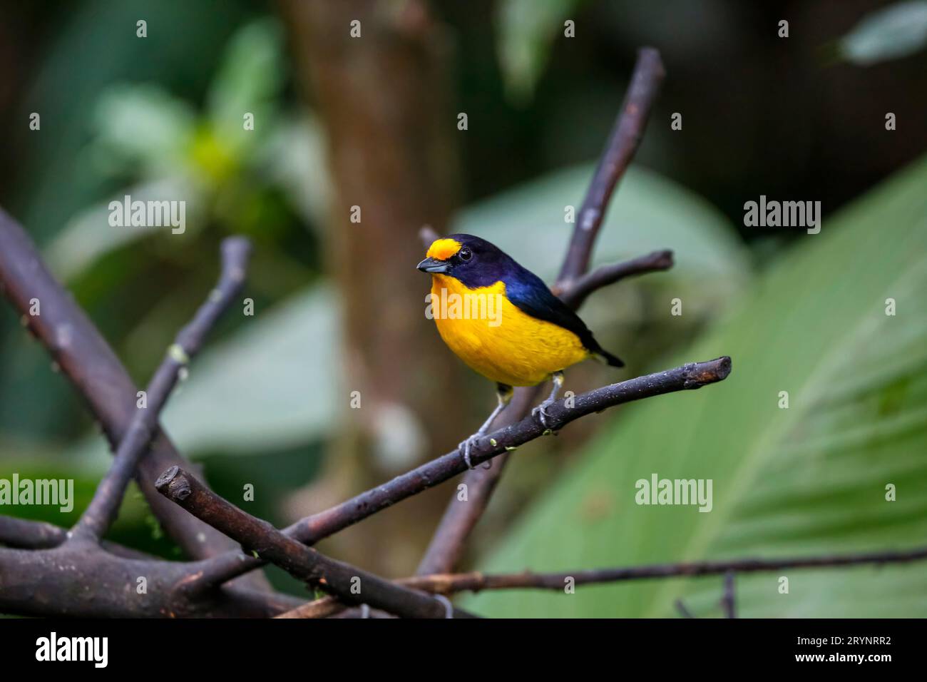 Euphonia watching hi-res stock photography and images - Alamy