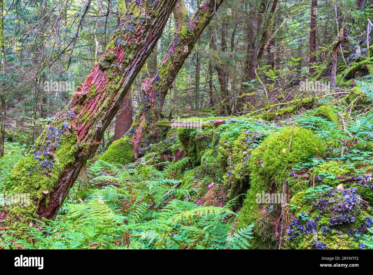 Moss old growth forest hi-res stock photography and images - Alamy