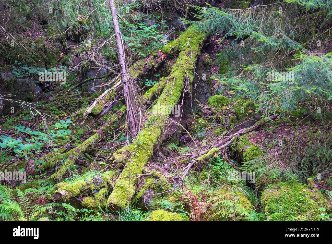 Moss covered fallen trees in a forest slope Stock Photo - Alamy