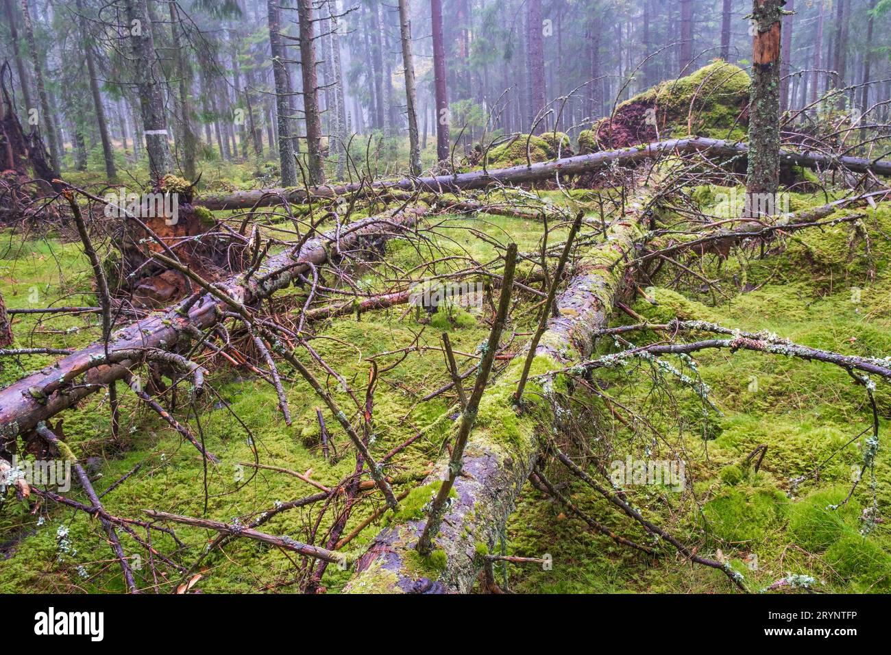 Old coniferous forest hi-res stock photography and images - Alamy