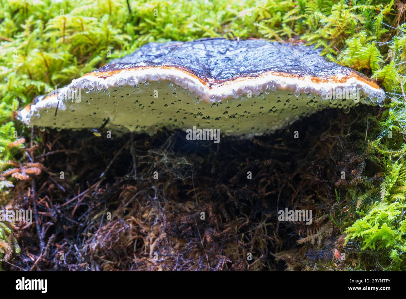 Close up conk fungi hi-res stock photography and images - Alamy
