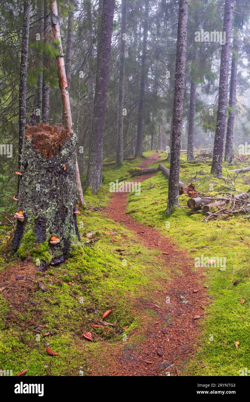 Forest landscape with a winding path Stock Photo - Alamy
