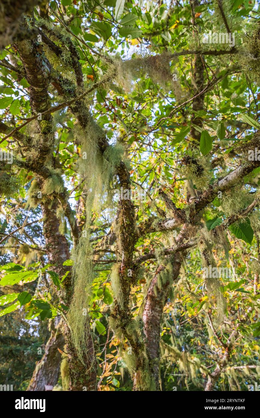 Low hanging tree branches hi-res stock photography and images - Alamy