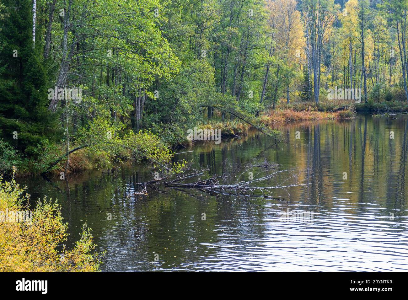 Lakeshore with autumn colors in the forest Stock Photo - Alamy