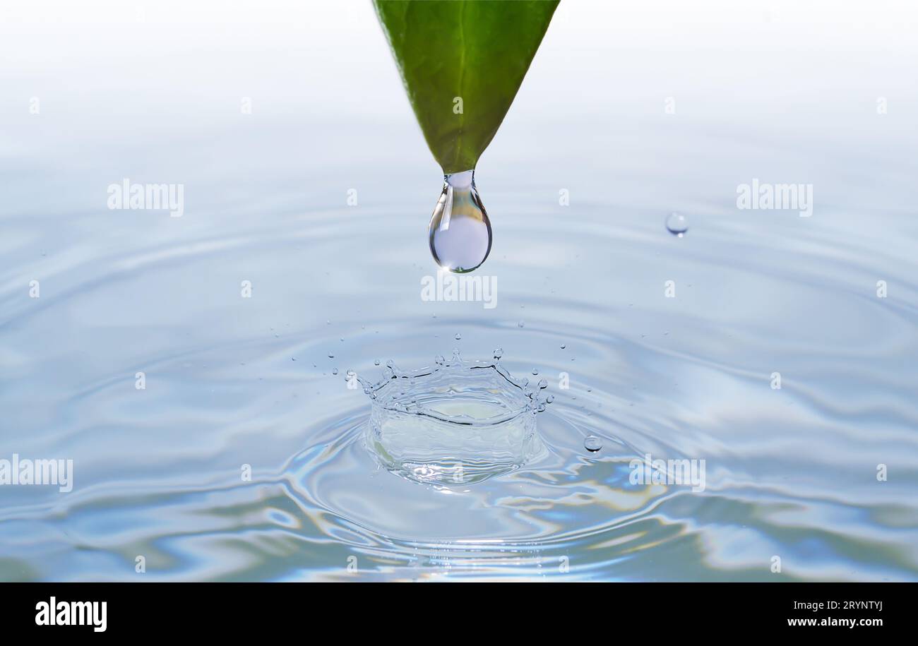 A water droplet falling from green leaf into a tranquil body of water ...