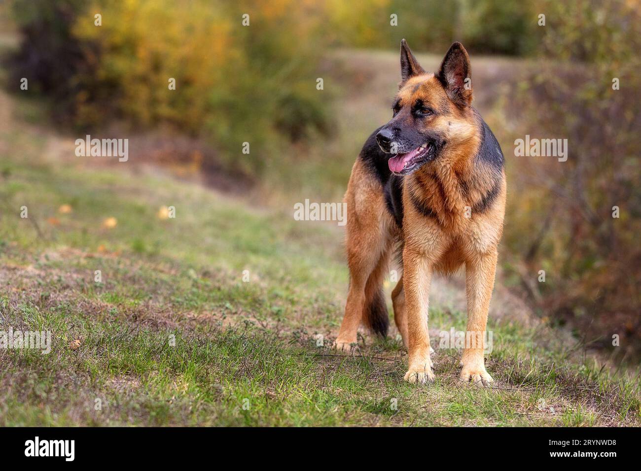 Adorable German shepherd standing in the grass Stock Photo - Alamy