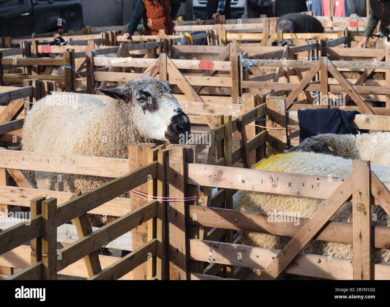 Sheep in pens at Masham Sheep Fair Stock Photo - Alamy