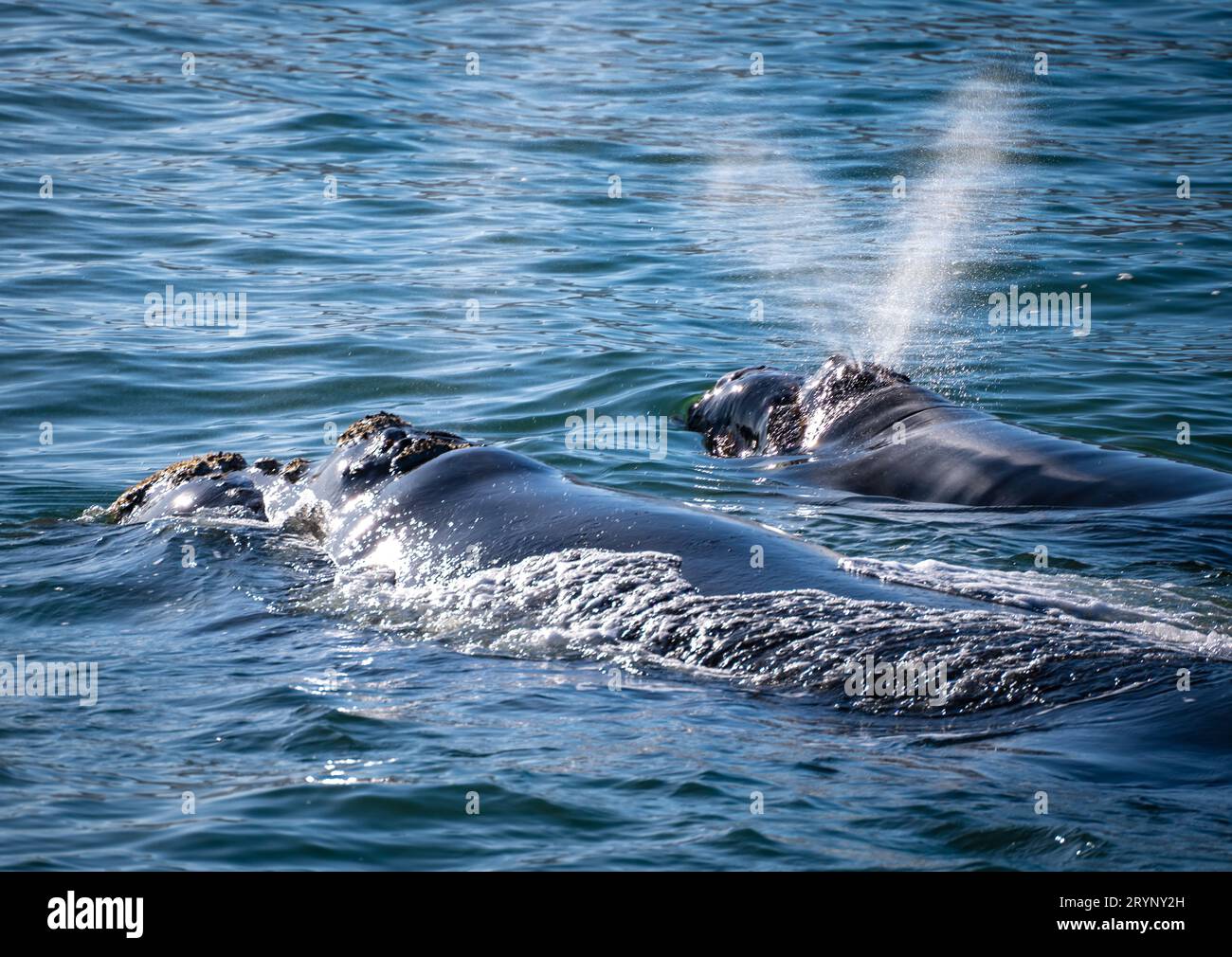 Whales watching from the cruise boat, in Hermanus, Grotto beach, South ...