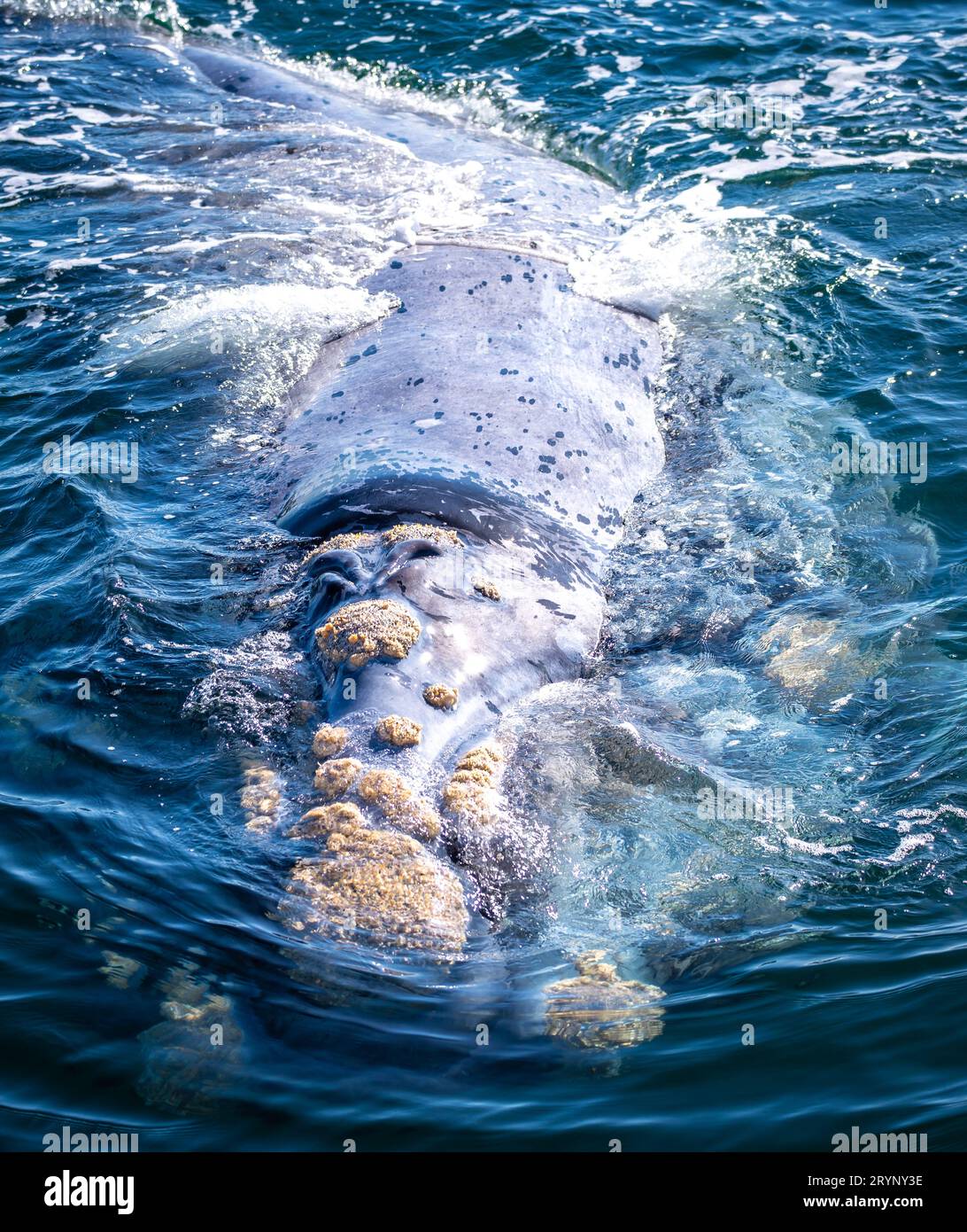 Whales watching from the cruise boat, in Hermanus, Grotto beach, South ...