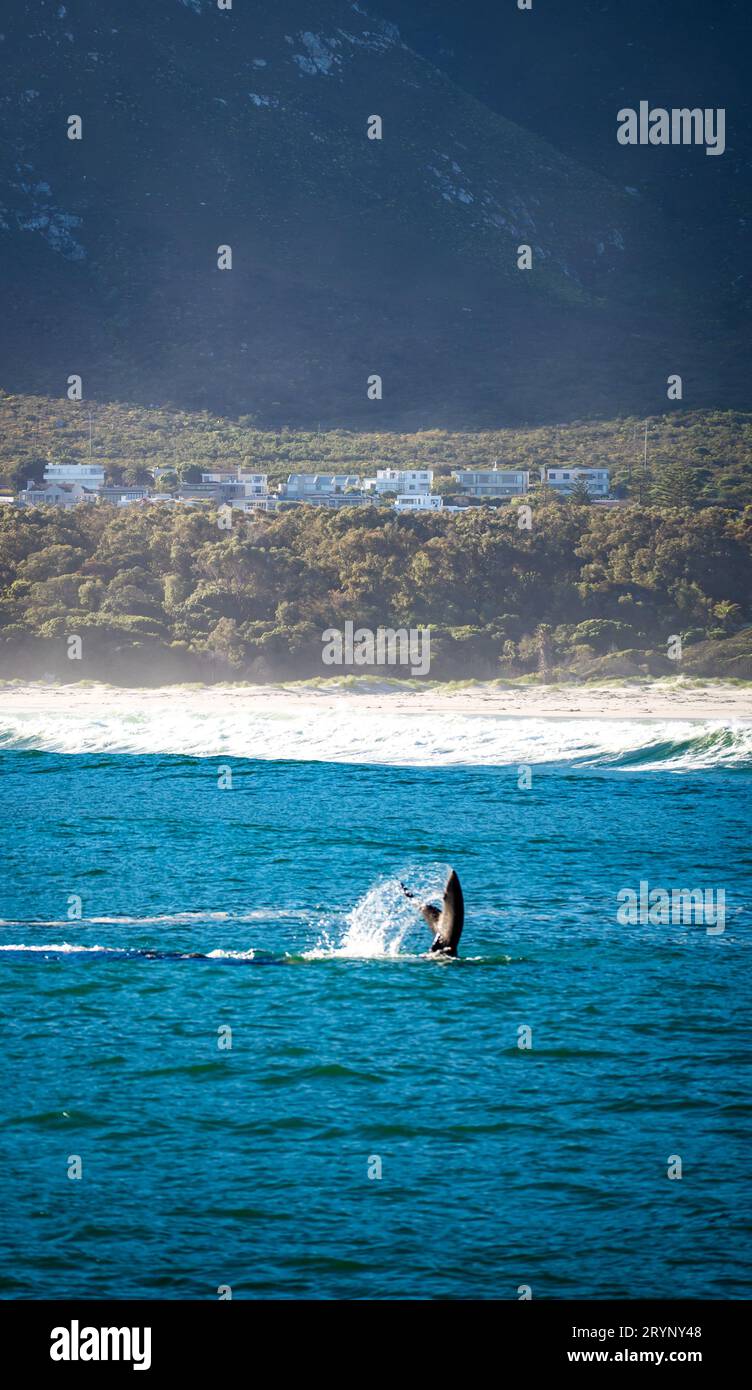 Whales watching from the cruise boat, in Hermanus, Grotto beach, South ...
