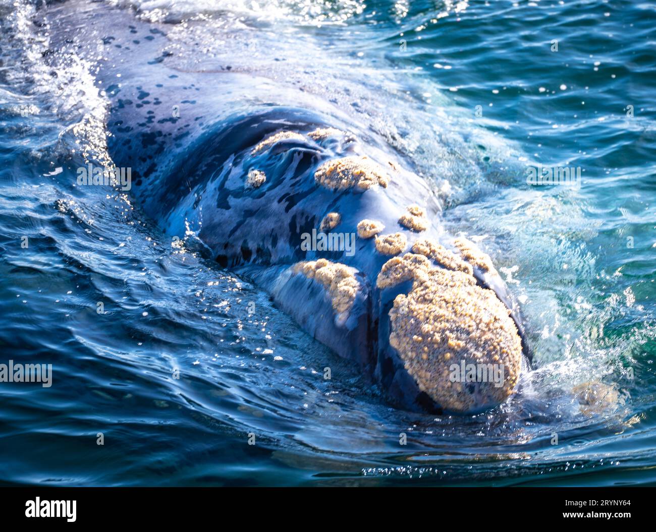 Whales watching from the cruise boat, in Hermanus, Grotto beach, South ...