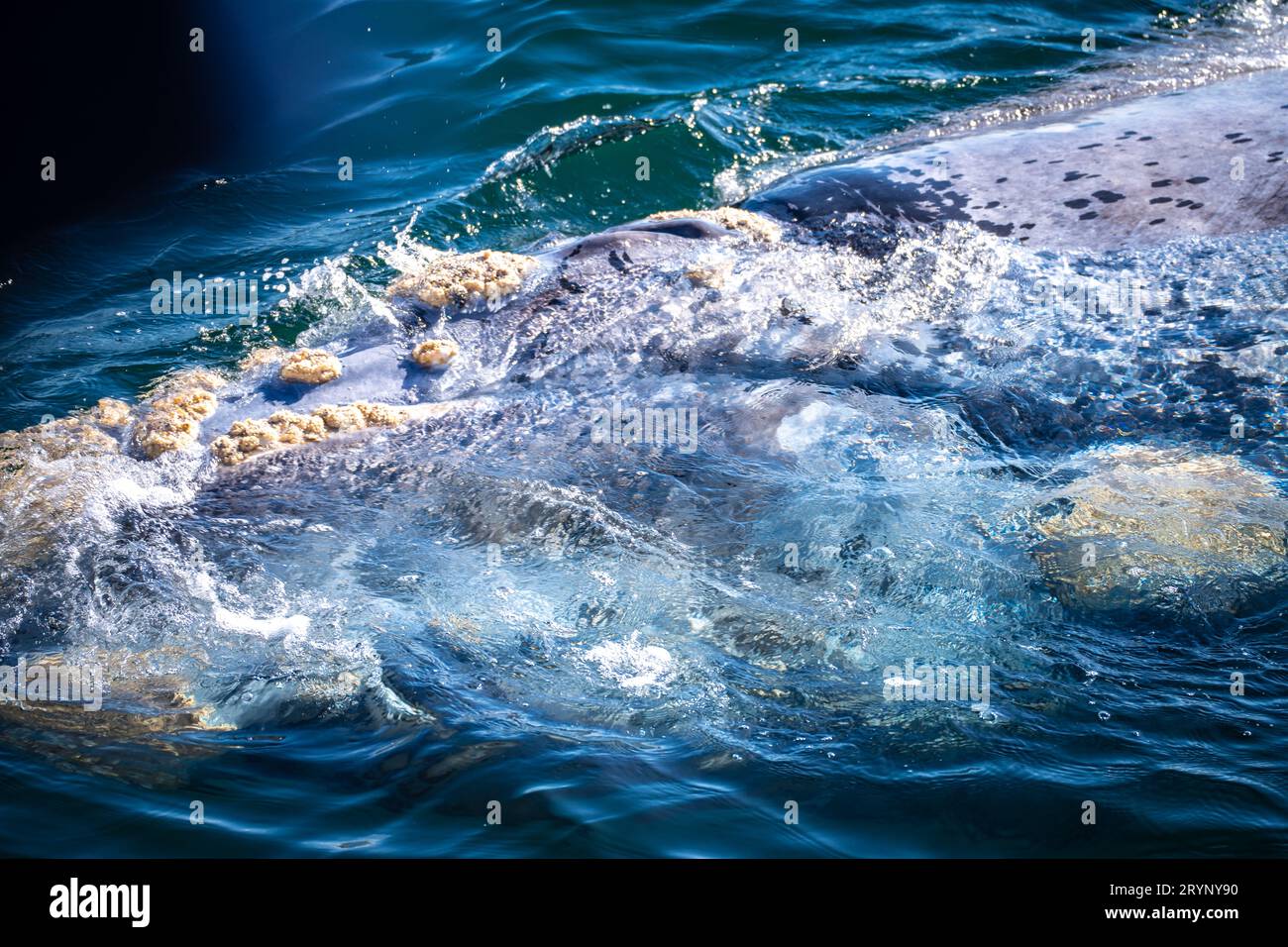 Whales watching from the cruise boat, in Hermanus, Grotto beach, South ...