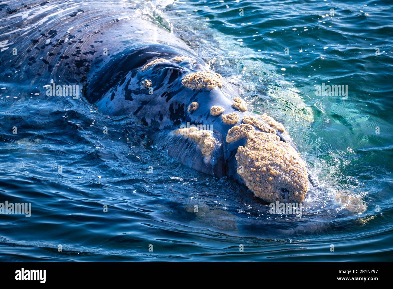 Whales watching from the cruise boat, in Hermanus, Grotto beach, South ...