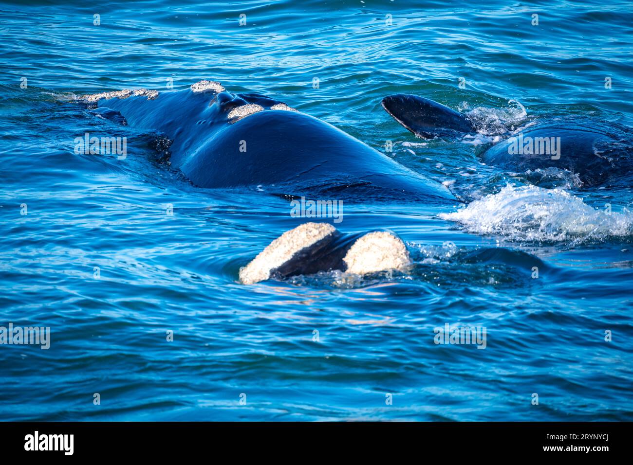 Whales watching from the cruise boat, in Hermanus, Grotto beach, South ...