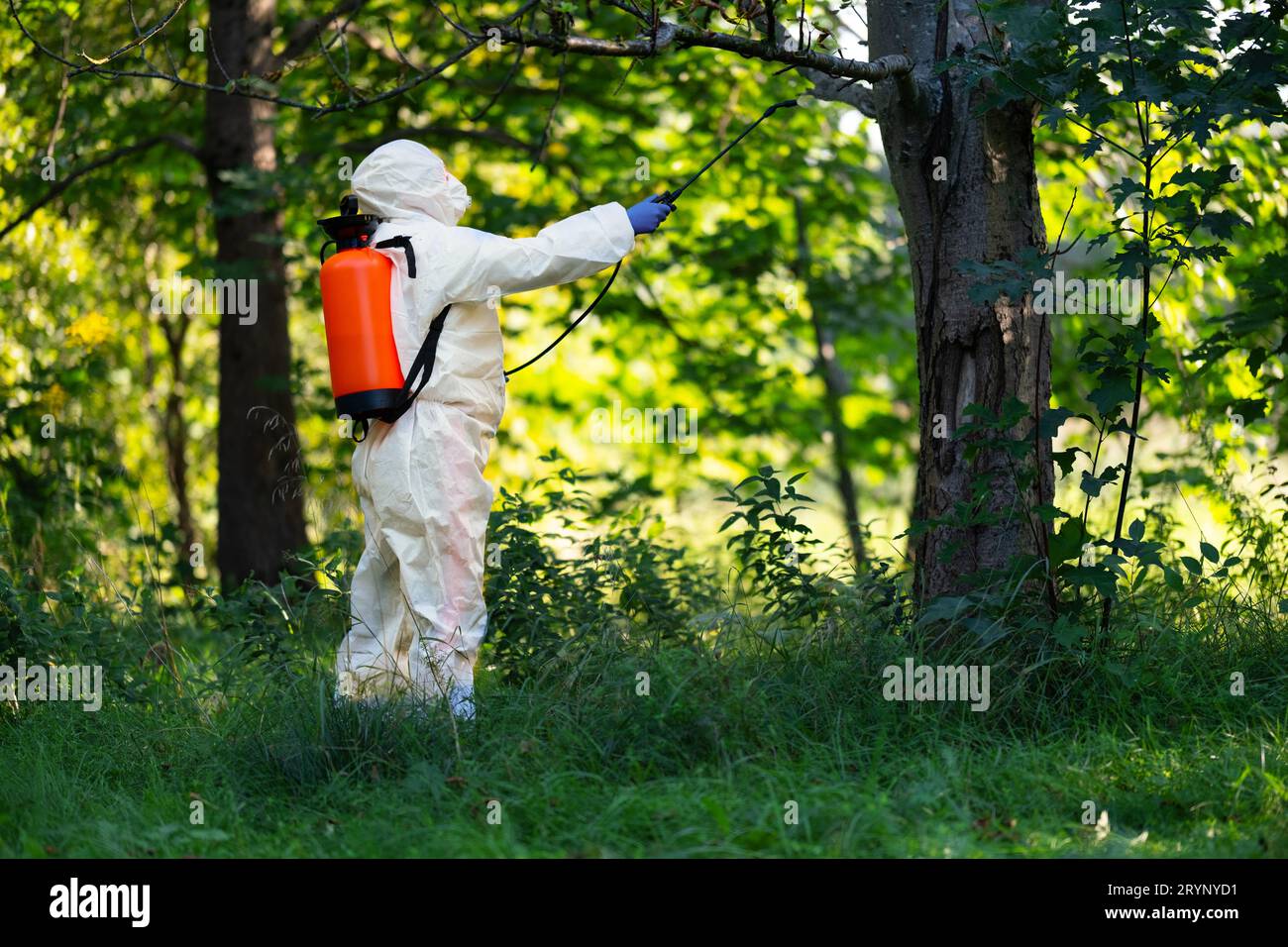 A worker sprays pesticides on trees outdoors, close-up. Pest control ...