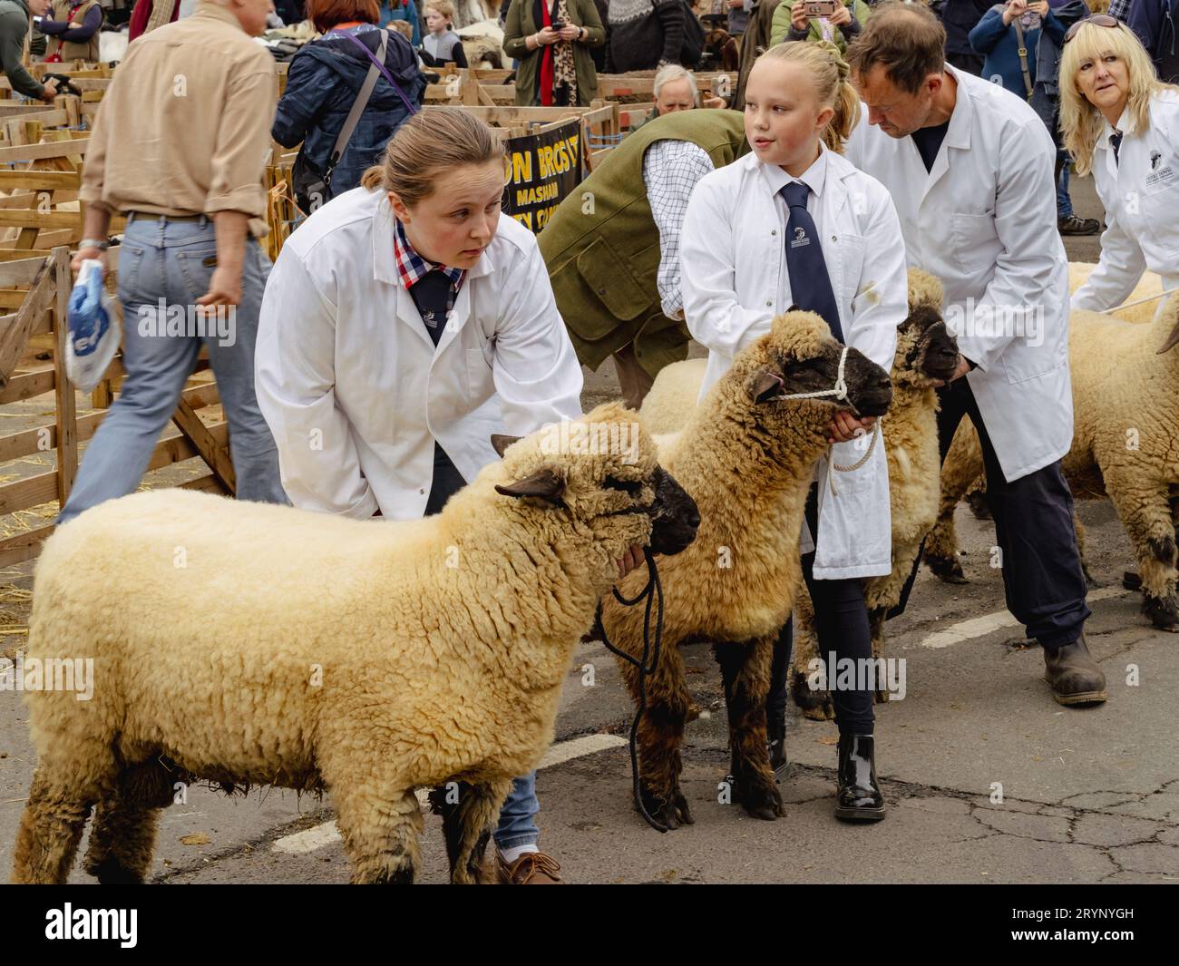 Sheep judging at Masham Sheep Fair Stock Photo - Alamy