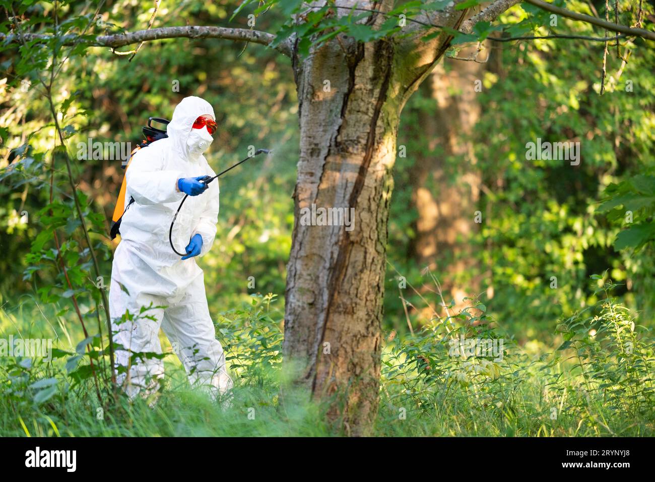 A worker sprays pesticides on trees outdoors, close-up. Pest control ...