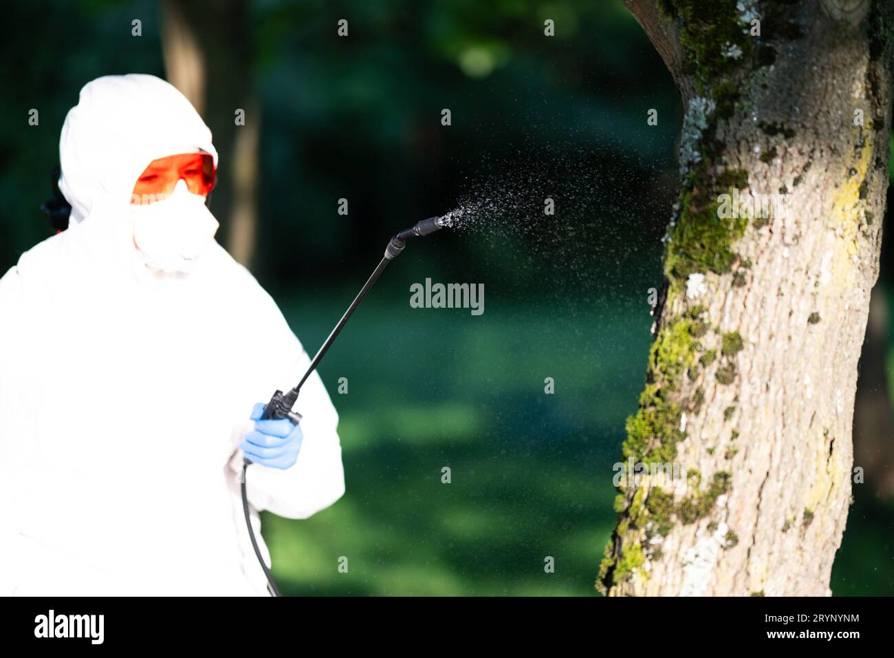 A worker sprays pesticides on trees outdoors, close-up. Pest control ...
