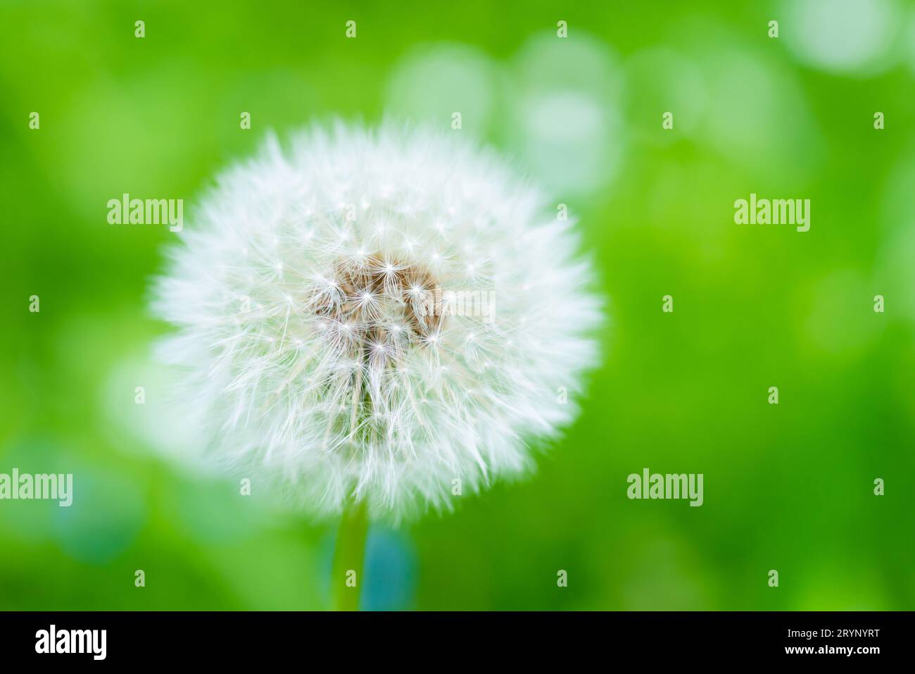 White dandelion flower Stock Photo - Alamy