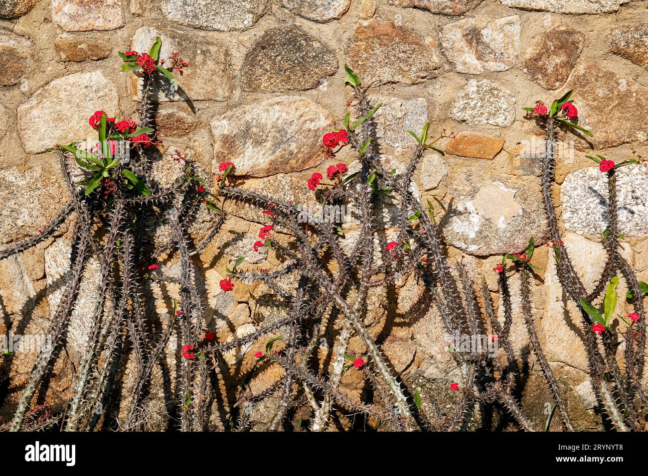 Red blooming succulents in front of an old stone wall in afternoon ...