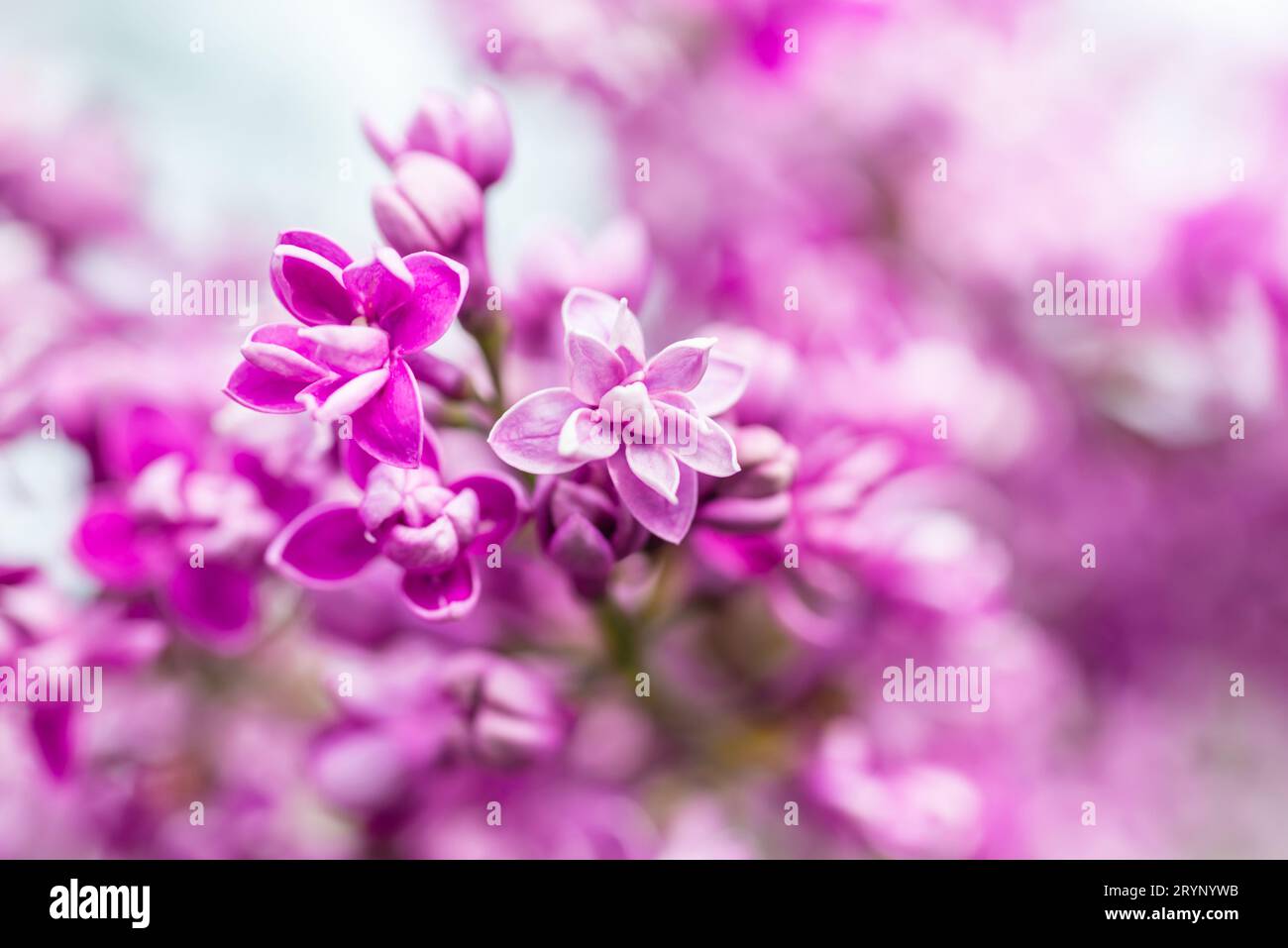 Purple lilac flowers macro background Stock Photo - Alamy