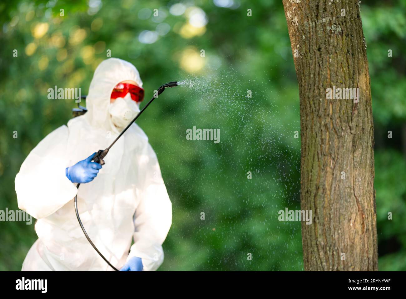 A worker sprays pesticides on trees outdoors, close-up. Pest control ...