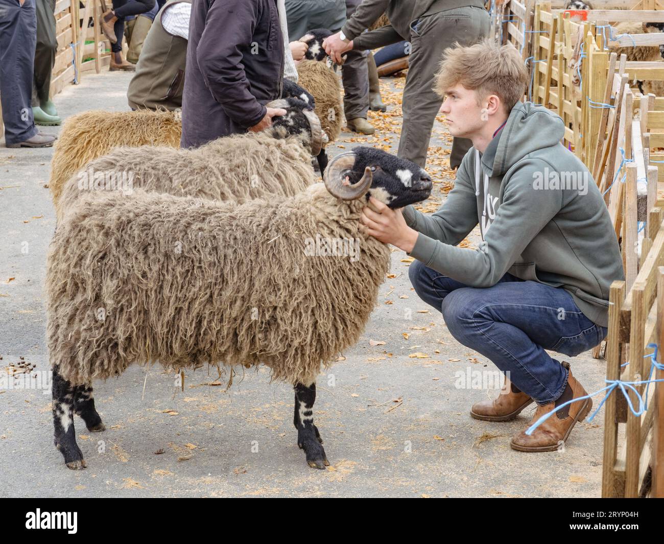 Sheep judging at Masham Sheep Fair Stock Photo - Alamy