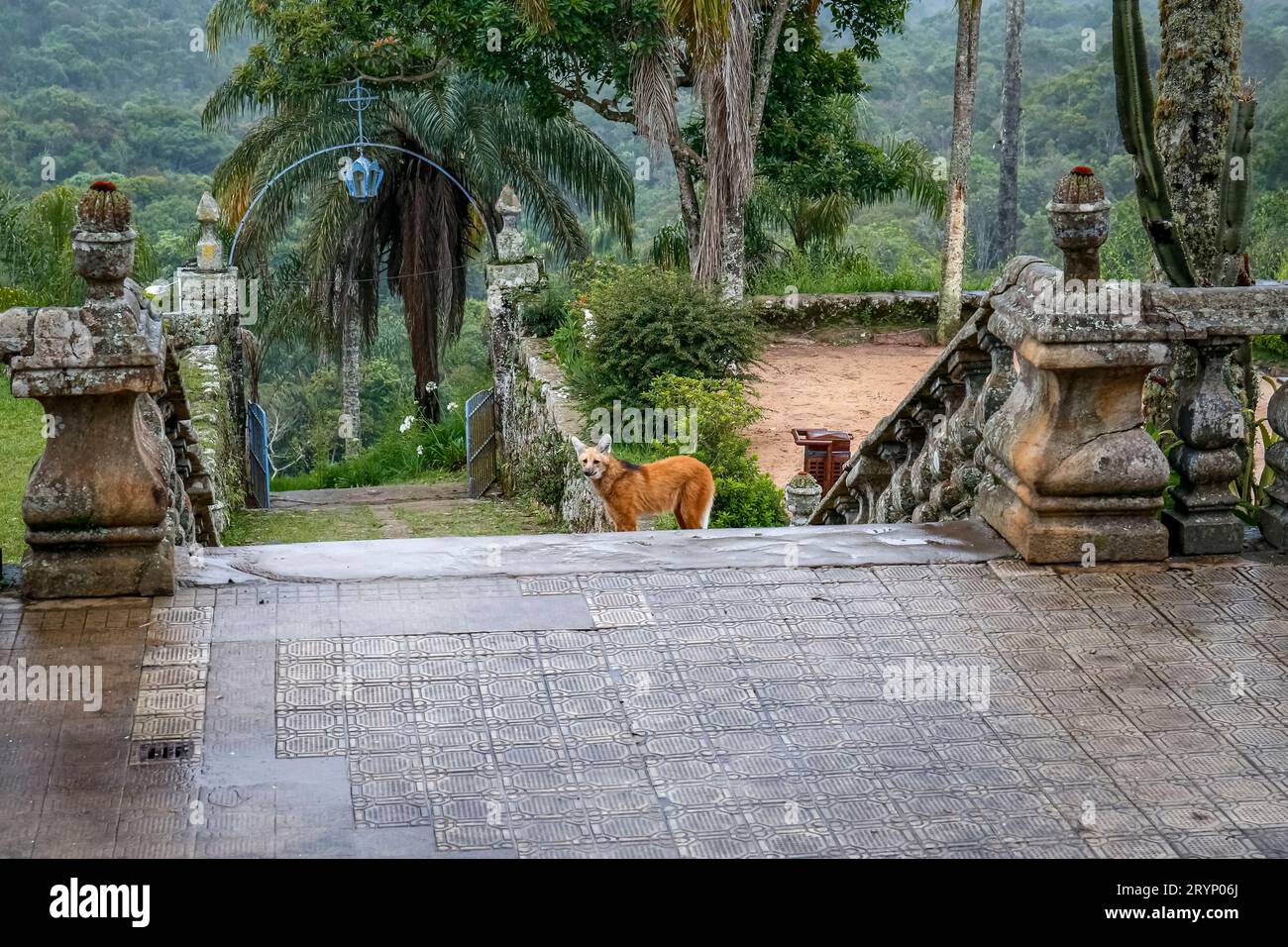 Dog on the stone stairs hi-res stock photography and images - Alamy