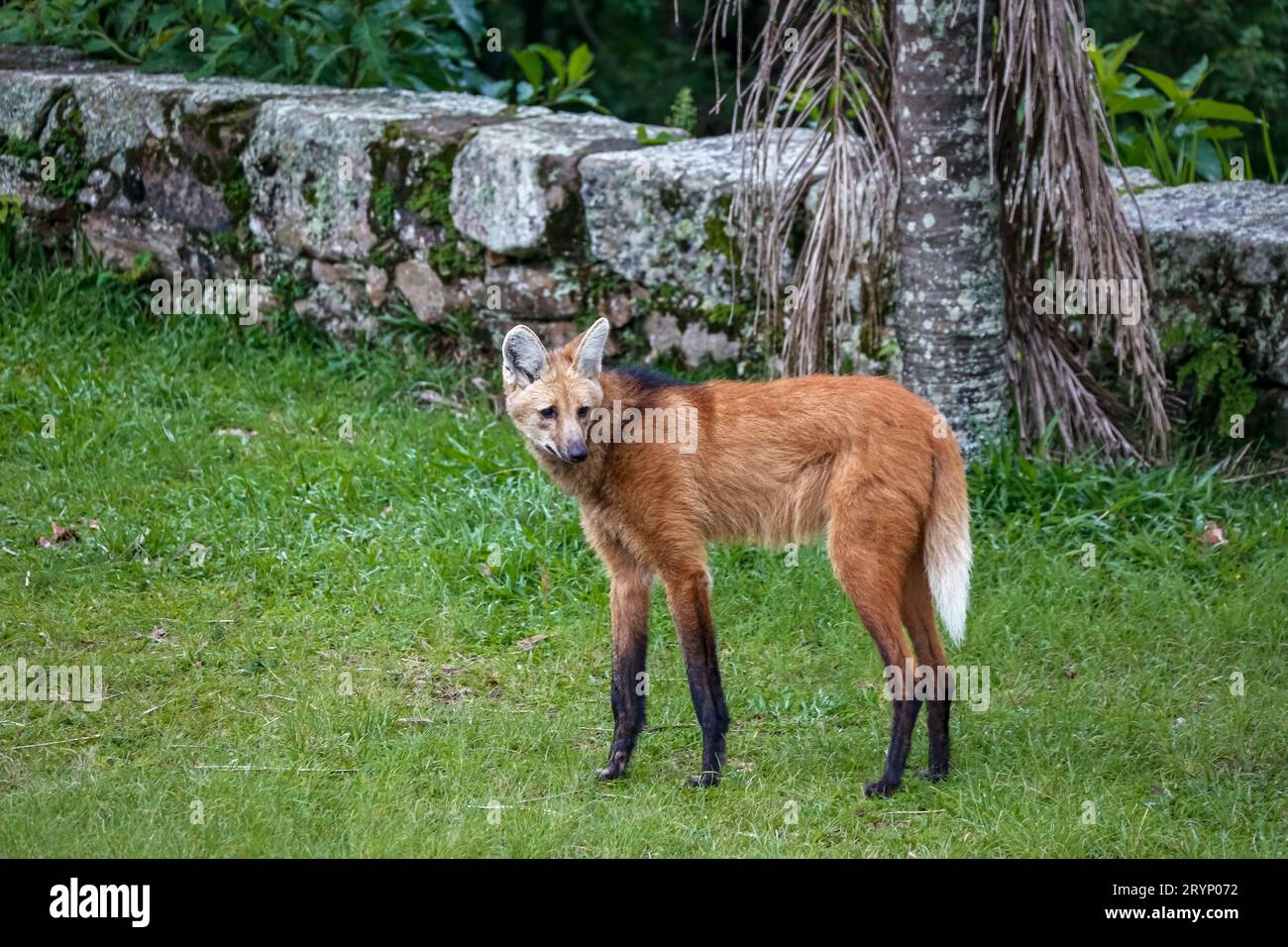 Maned wolf on grassy grounds of Sanctuary CaraÃ§a, turning head to the ...