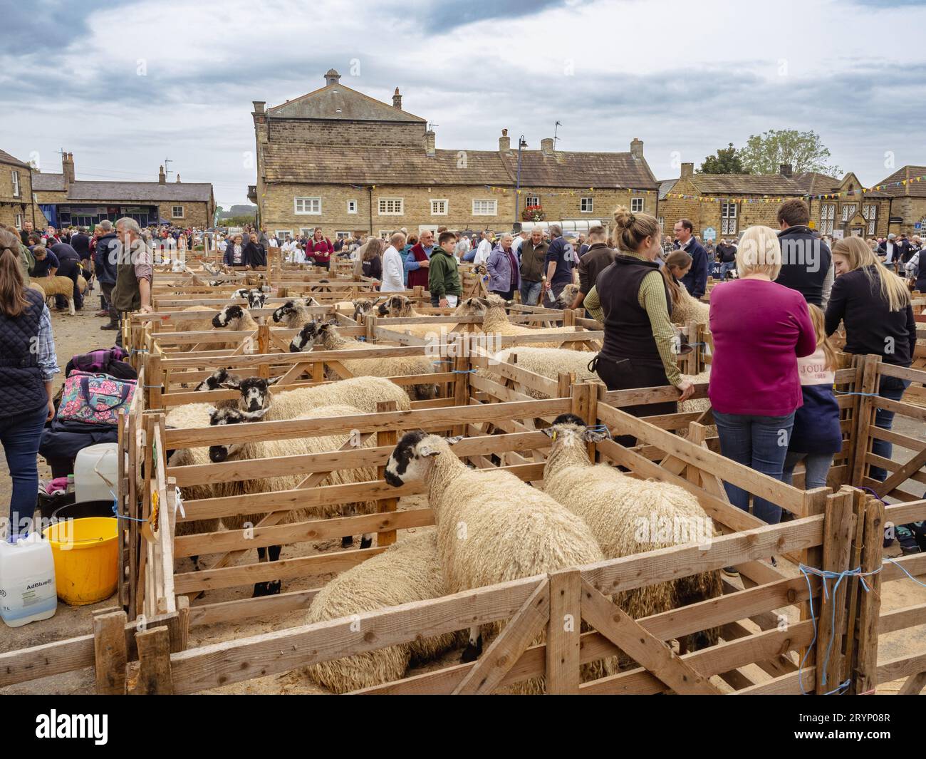 Sheep in pens at Masham Sheep Fair Stock Photo - Alamy