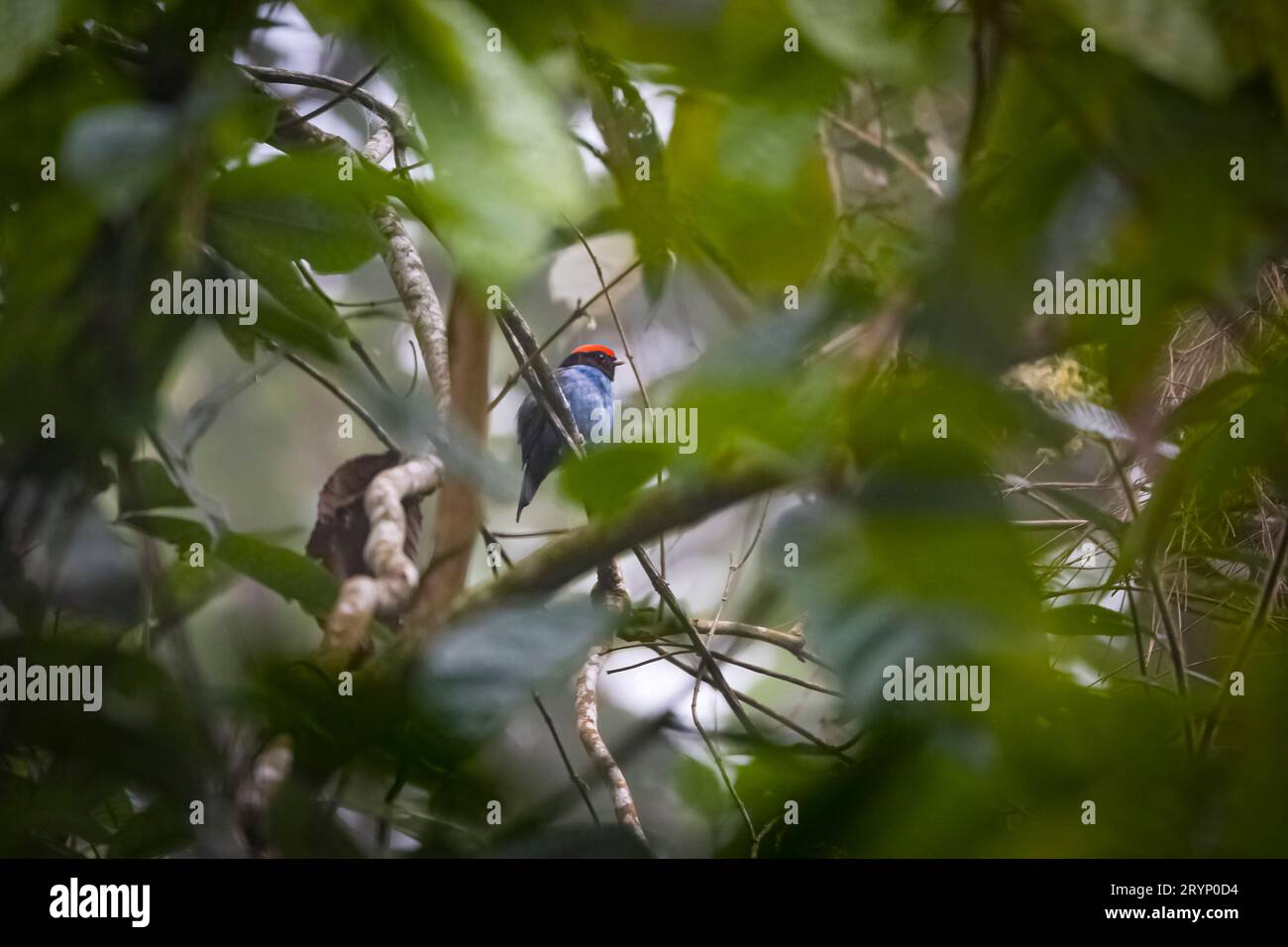 View through leafage to a beautiful Blue manakin, Serra da Mantiqueira ...