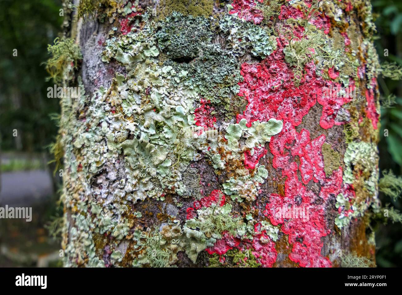 Close-up of a tree trunk with colorful lichen, Serra da Mantiqueira ...