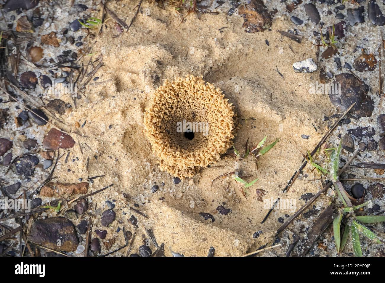 Artful sandy ant hole on the ground, from above, Caraca natural park ...