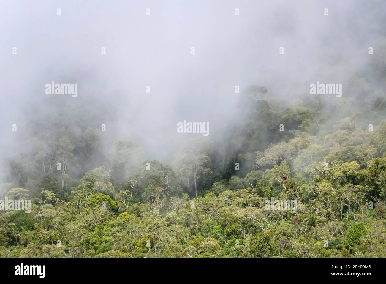 Clouds drifting over lush Atlantic rainforest in the Serra da ...