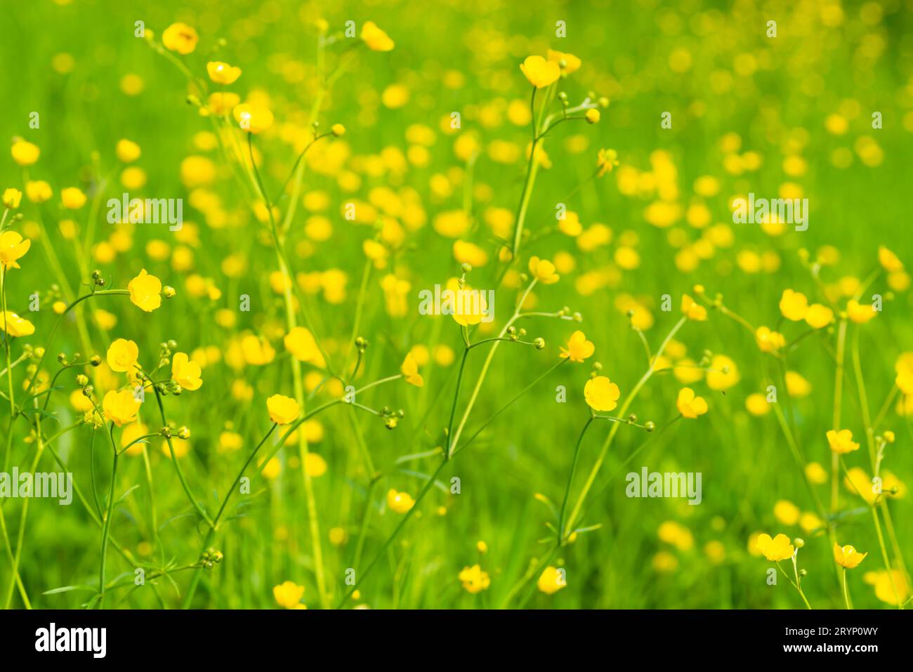 Beautiful yellow flowers plant hi-res stock photography and images - Alamy