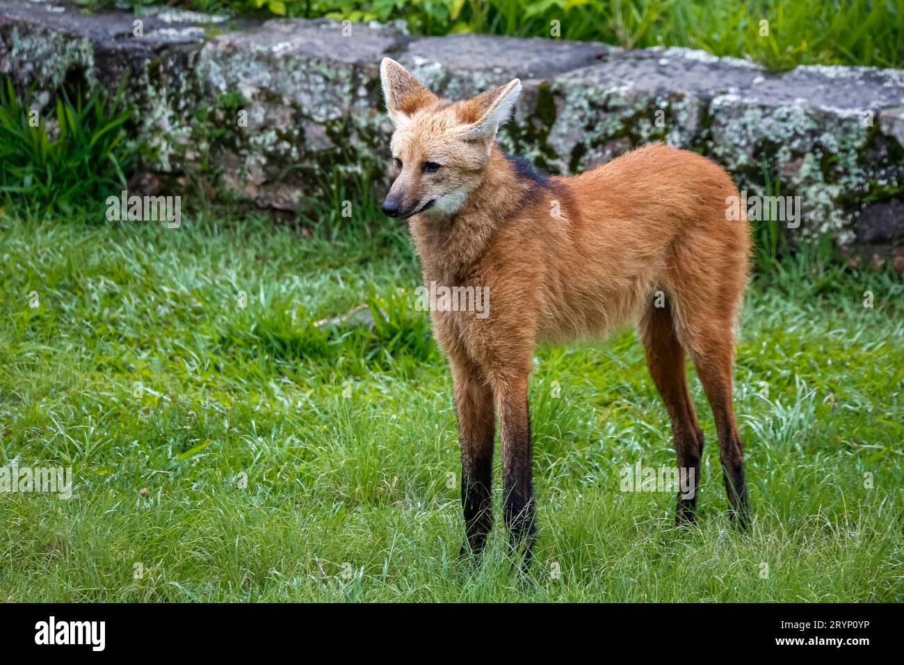 Maned wolf on grassy grounds of Sanctuary CaraÃ§a, stone wall in ...