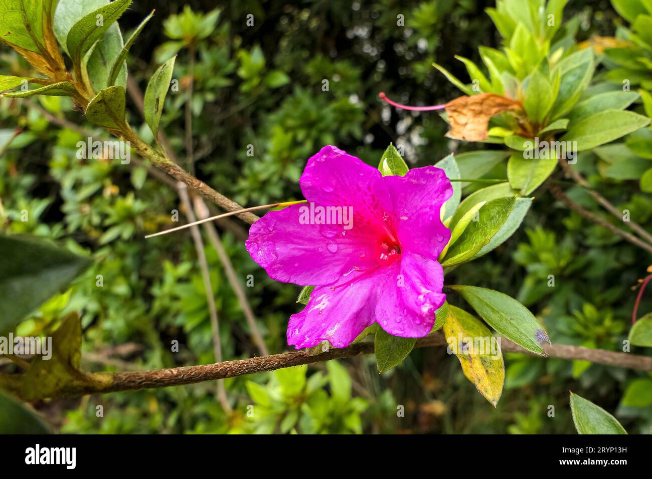 Close Up Of A Pink Flower Against Green Natural Background In High Altitude Of Serra Da