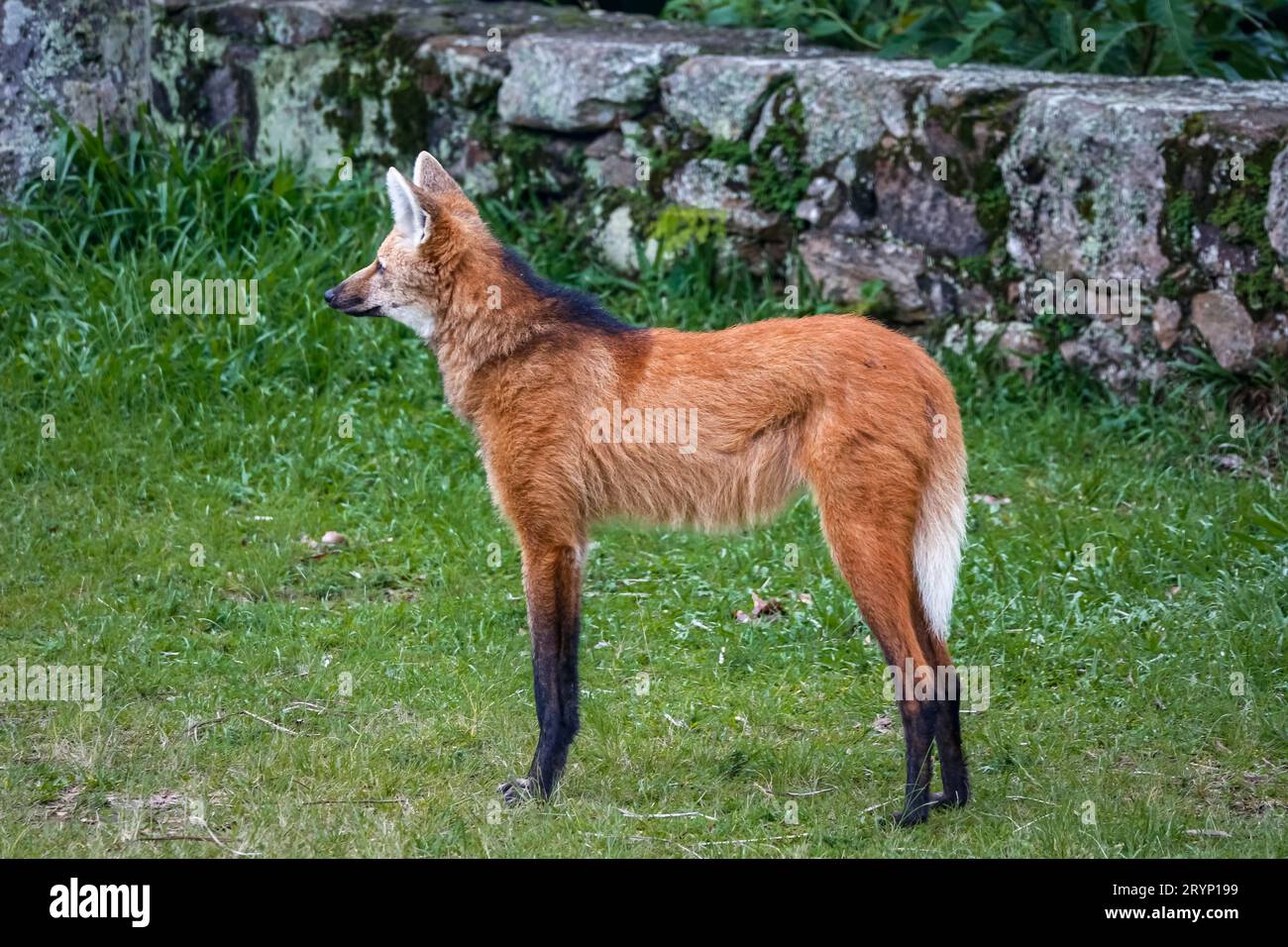 Side view of a Maned wolf on grassy grounds of Sanctuary CaraÃ§a, stone ...