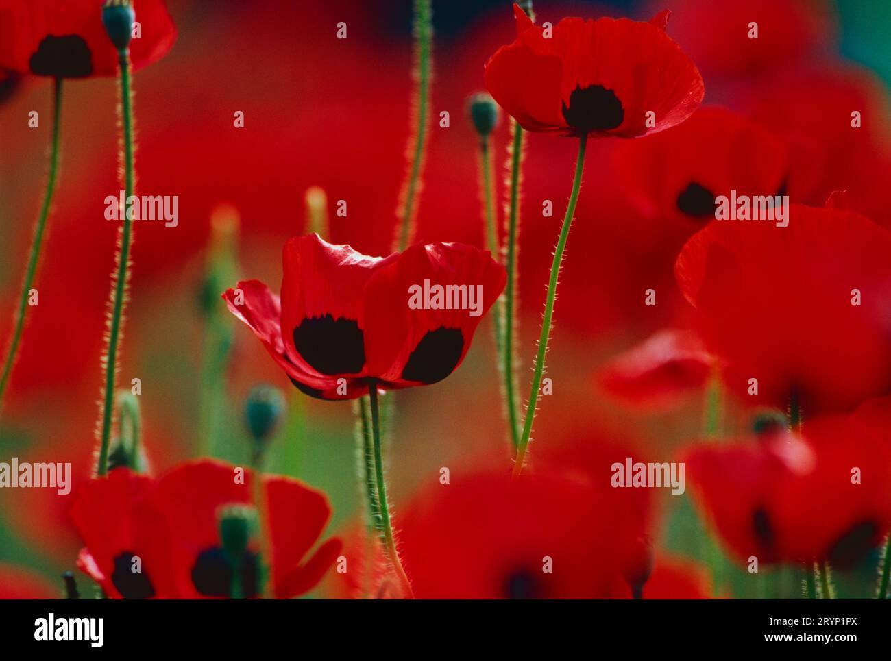 Papaver commutatum 'Ladybird' Stock Photo - Alamy