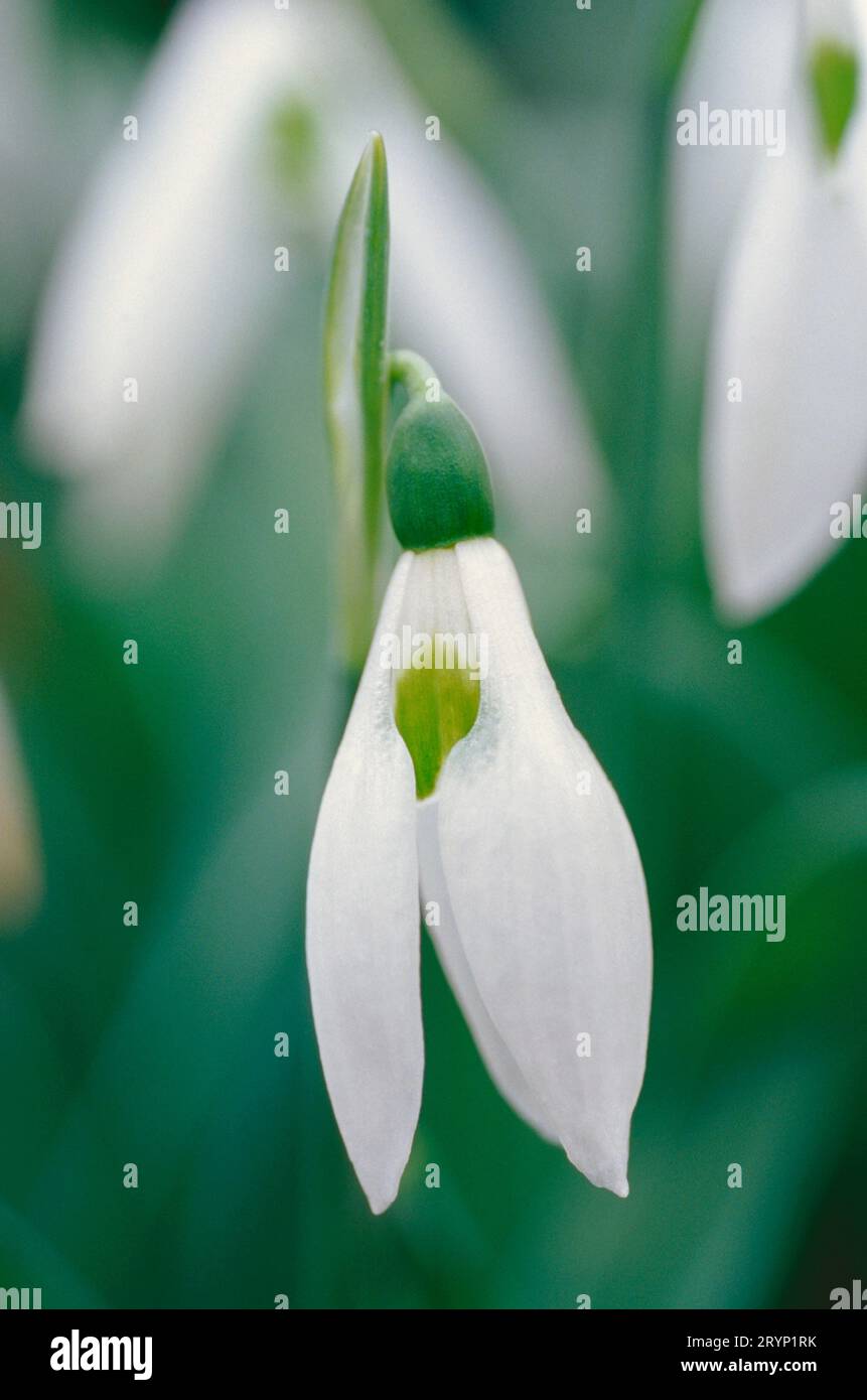 Snowdrop elwesii flower hi-res stock photography and images - Alamy