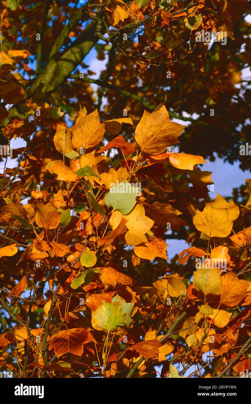 Fastigiate Tulip Tree during autumn; fall color Stock Photo - Alamy