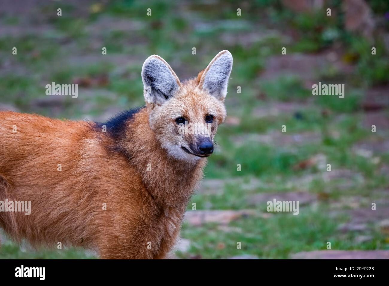 Brazil maned wolf hi-res stock photography and images - Alamy