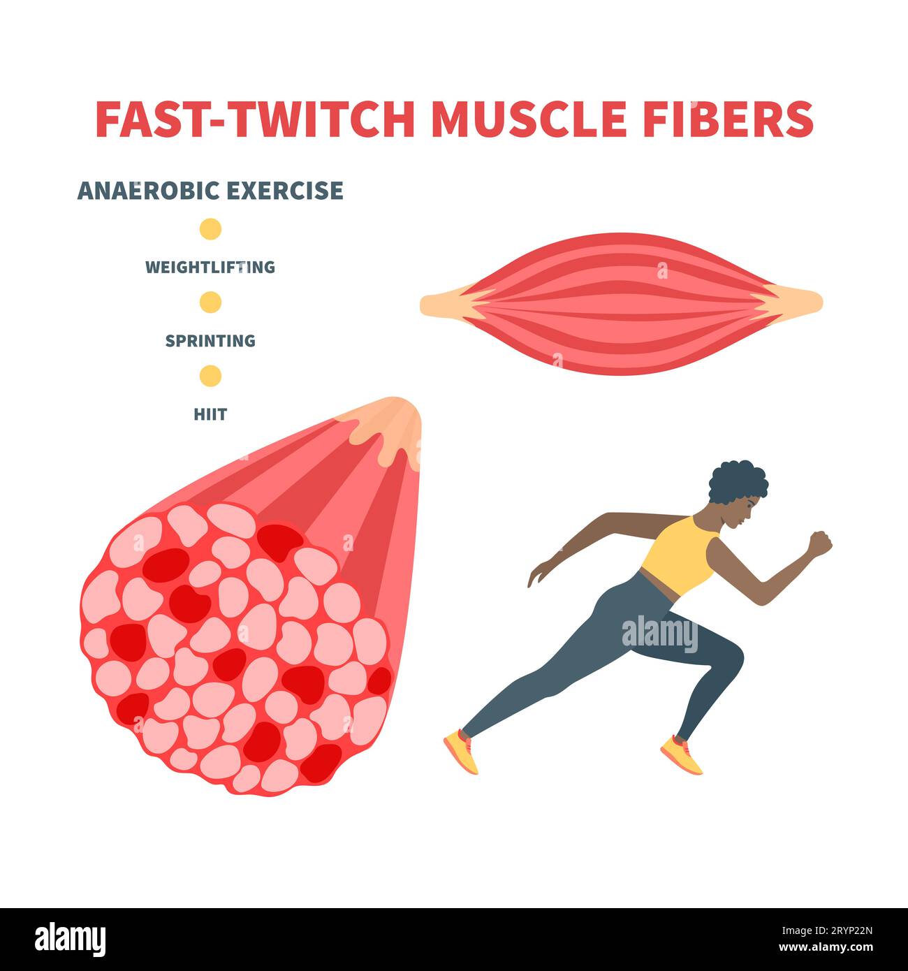 Fast twitch white muscle fiber type illustration Stock Vector Image ...