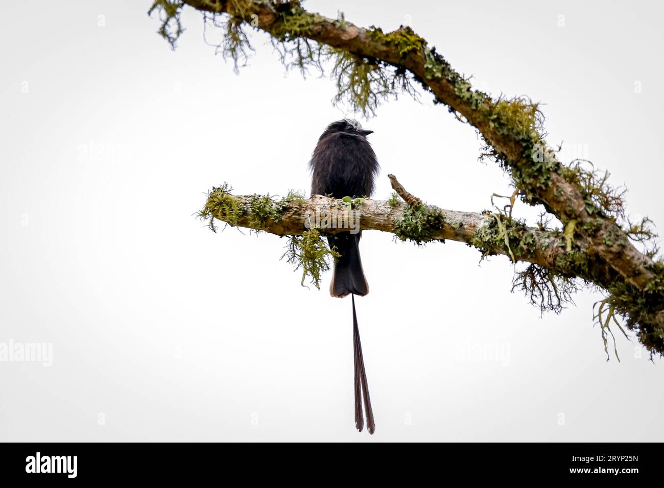 Long-tailed tyrant perched on a lichen covered tree branch, looking to ...