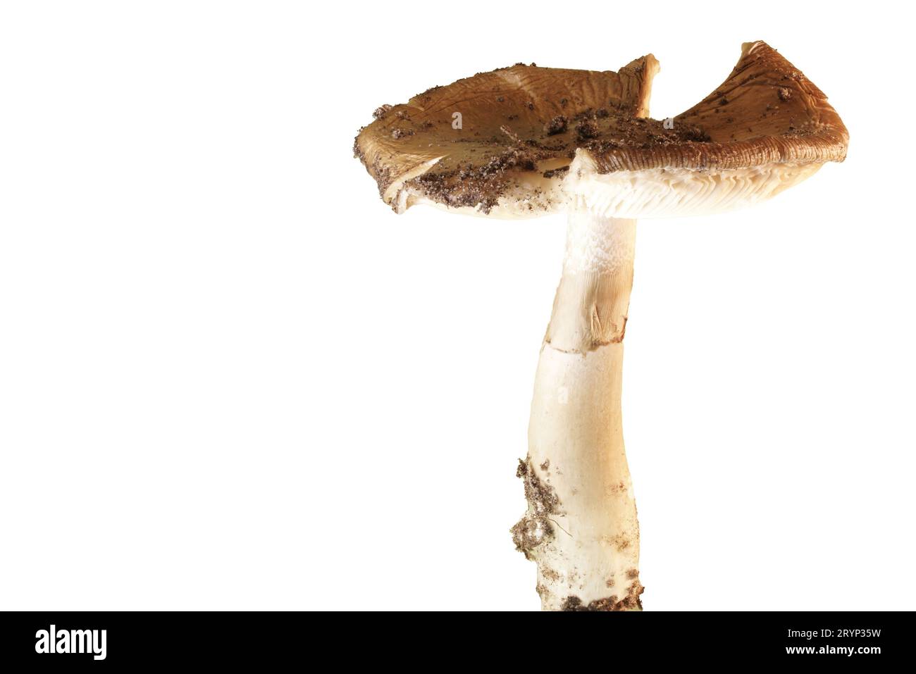 Pilze Cut Out Stock Images & Pictures - Alamy